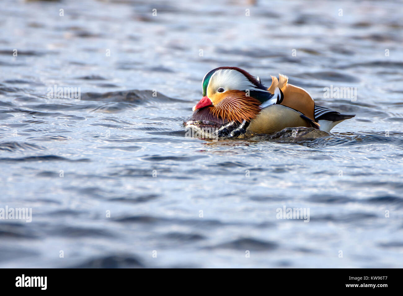 Mandarin Duck displaying on River Esk, Musselburgh, Scotland Stock ...