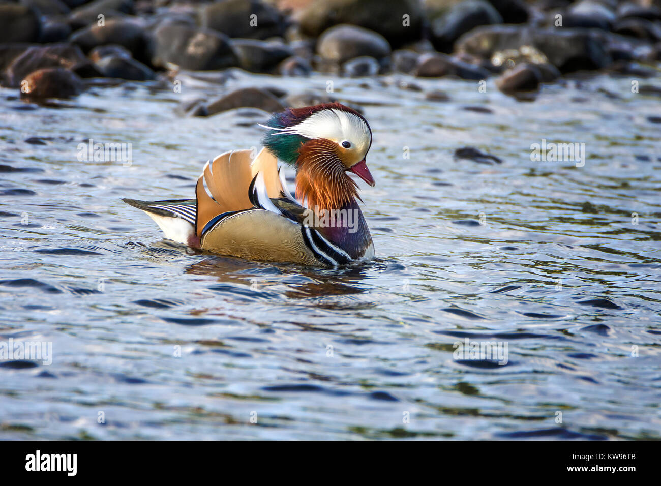 Mandarin Duck displaying on River Esk, Musselburgh, Scotland Stock ...