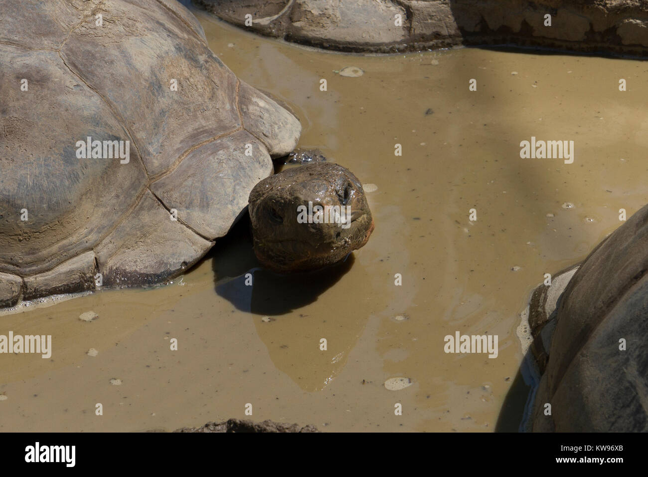 Close up of a galapagos tortoise in Philadelphia Zoo, Philadelphia ...