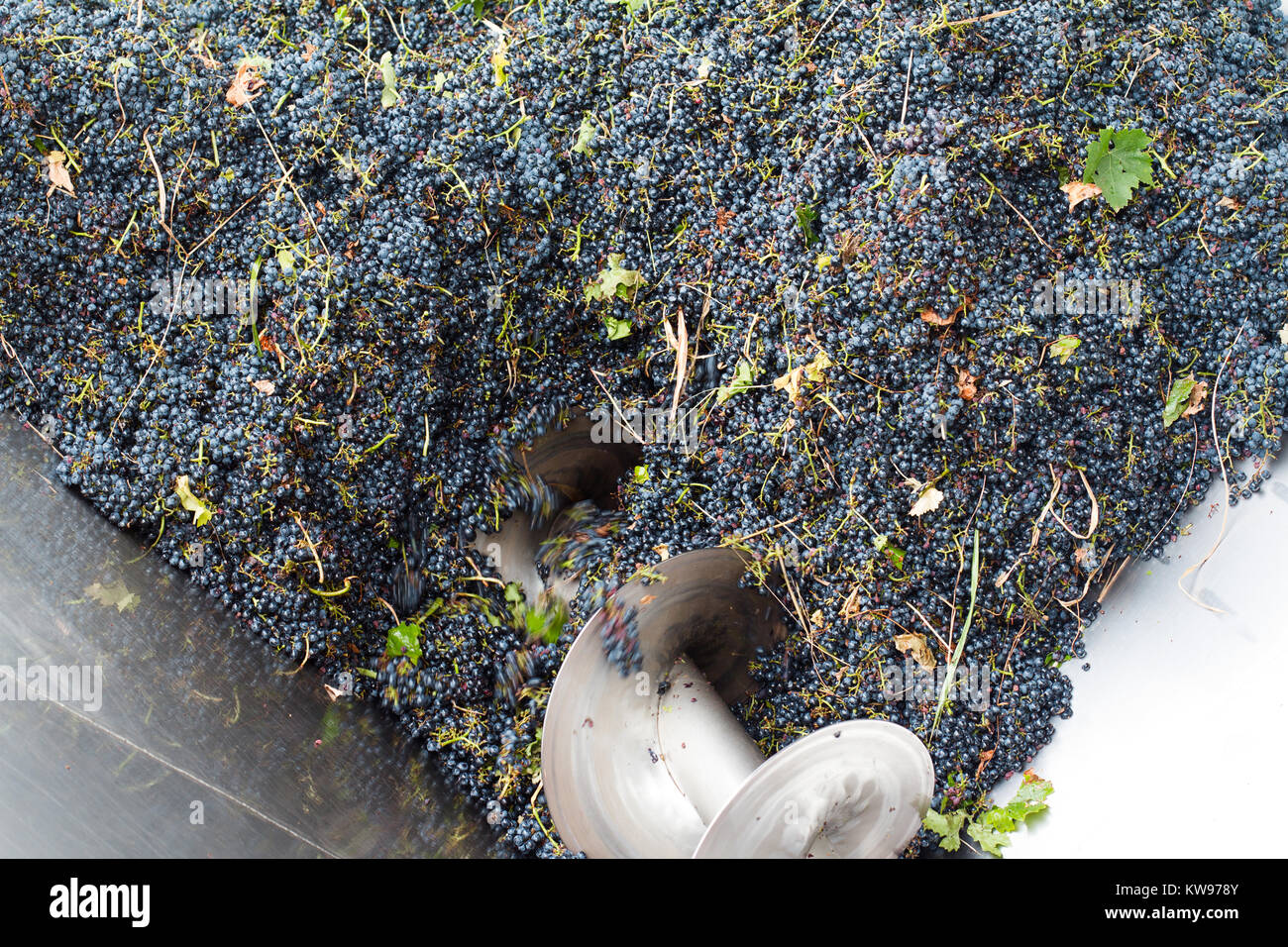 top view of grape processing metal machine squeezing cabernet sauvignon ...