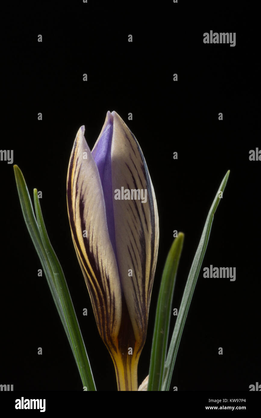 Crocus is a genus of flowering plants in the iris family comprising ...