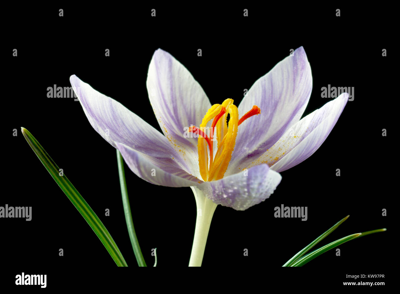Crocus is a genus of flowering plants in the iris family comprising ...
