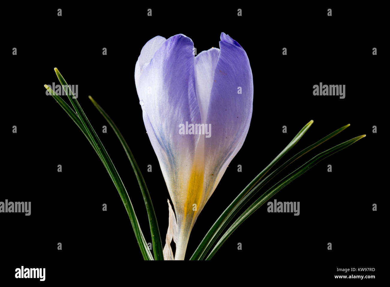 Crocus is a genus of flowering plants in the iris family comprising ...