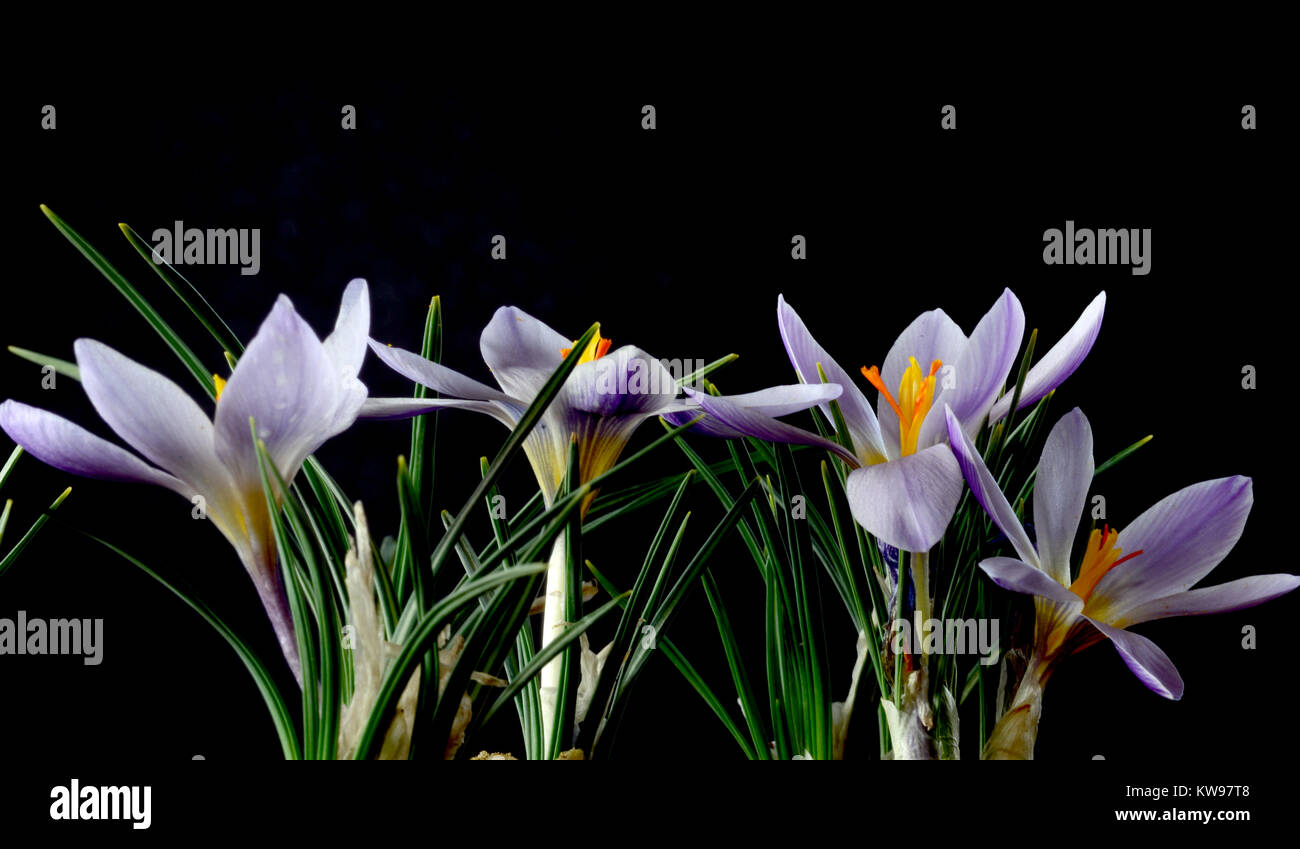 Crocus is a genus of flowering plants in the iris family comprising ...