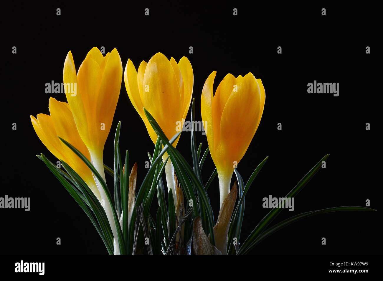 Crocus is a genus of flowering plants in the iris family comprising ...