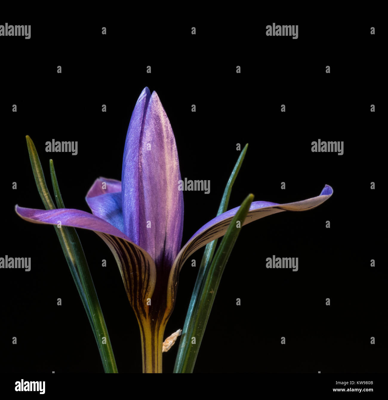 Crocus is a genus of flowering plants in the iris family comprising ...