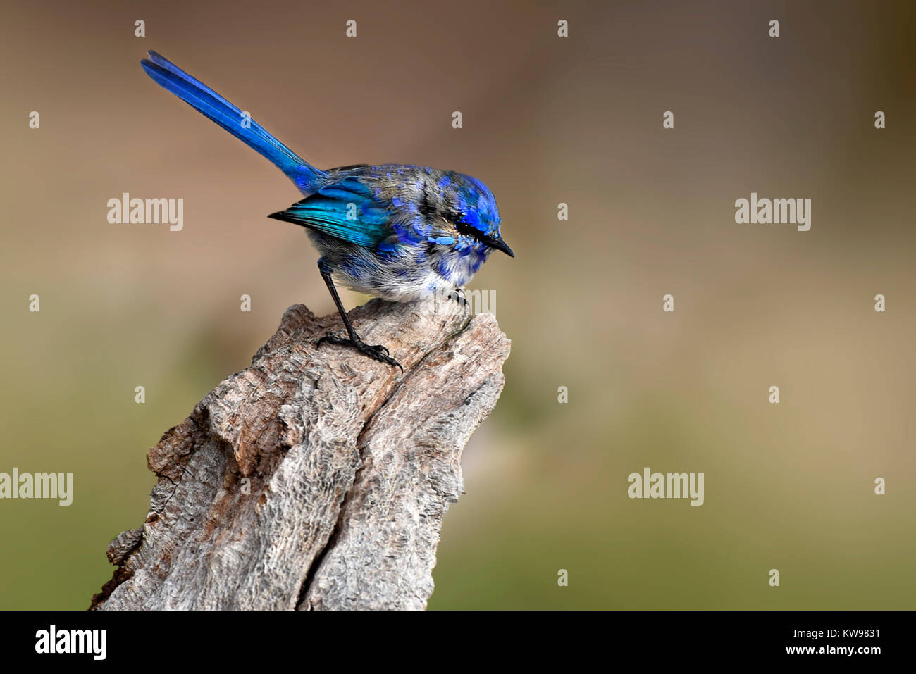 Fairy wren perth hi-res stock photography and images - Alamy