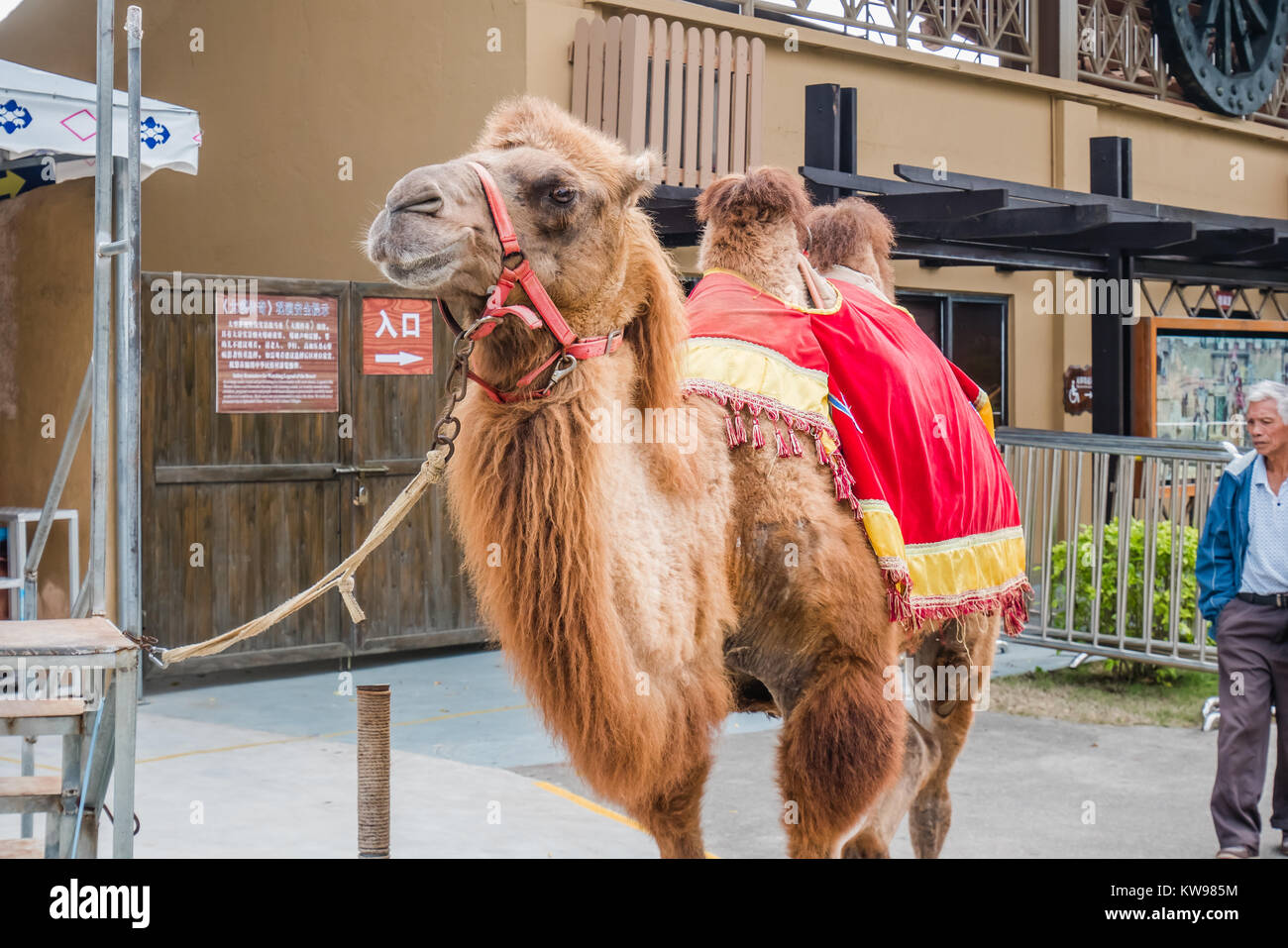Chinese camel hi-res stock photography and images - Alamy