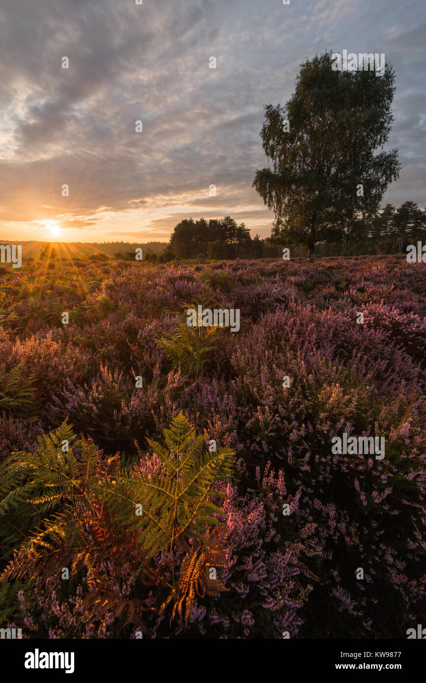 Heather park hi-res stock photography and images - Alamy