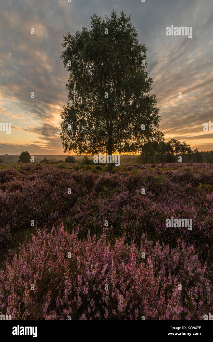 Beautiful Heather in the New Forest National Park, England, UK during a ...
