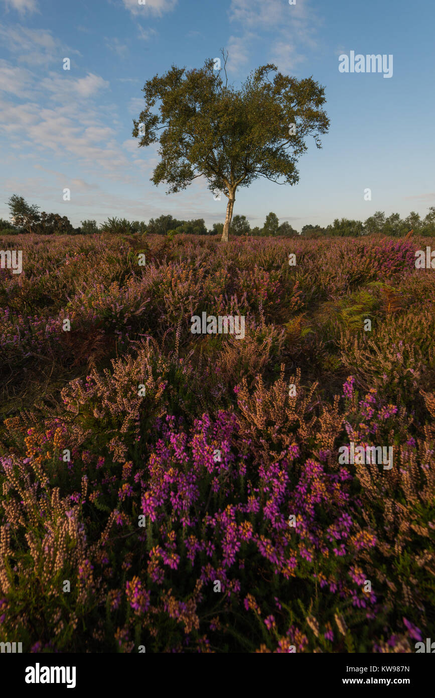 Beautiful Heather in the New Forest National Park, England, UK during a ...