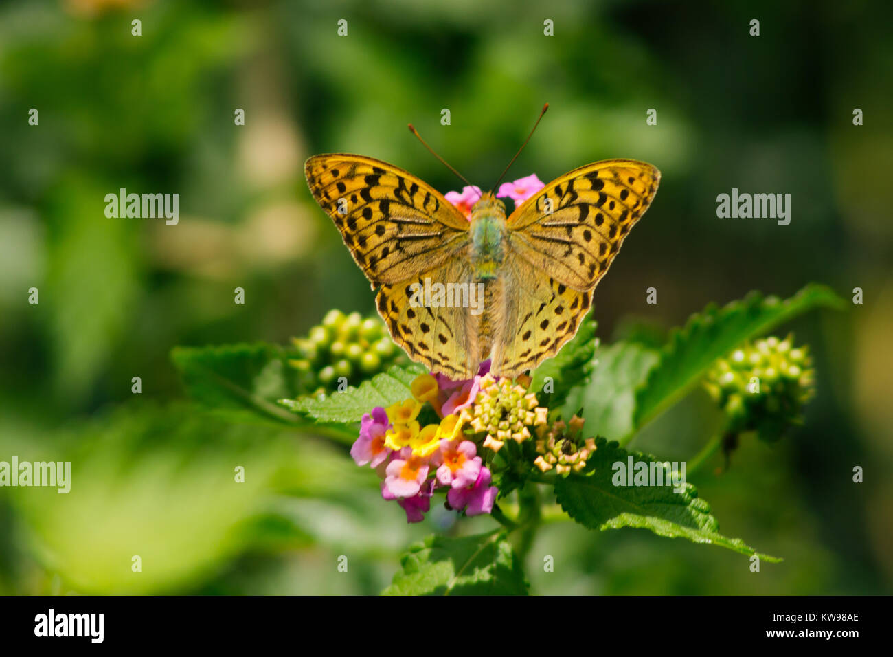 Argynnis pandora, Cardinal Butterfly on a Lantana Flower Stock Photo ...