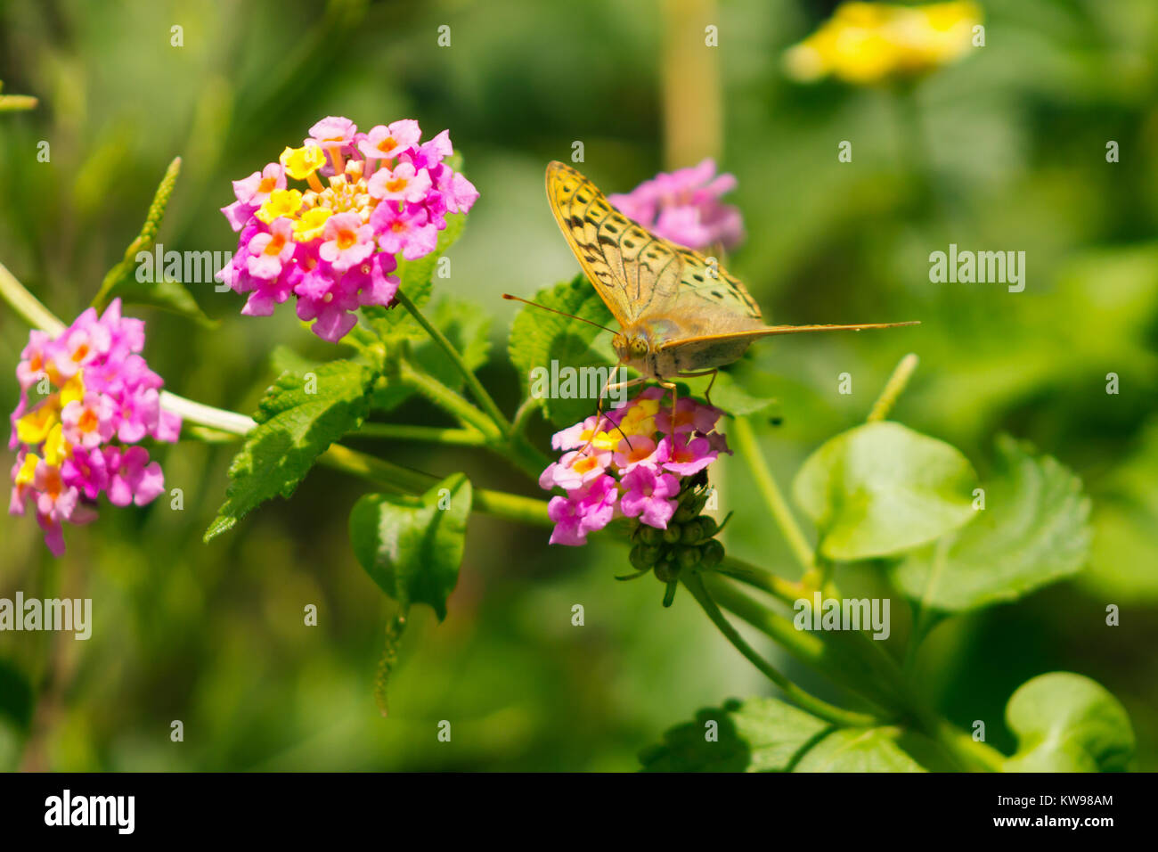 Argynnis pandora, Cardinal Butterfly on a Lantana Flower Stock Photo ...
