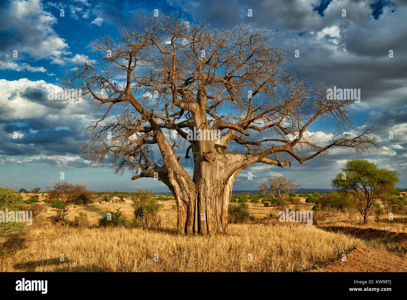 Savanna Landscape Baobab Tree High Resolution Stock Photography and ...