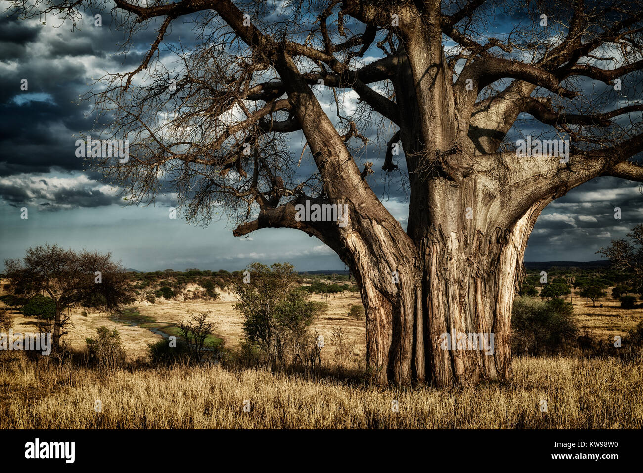 Baobab tree (Adansonia digitata) in landscape of Tarangire National ...
