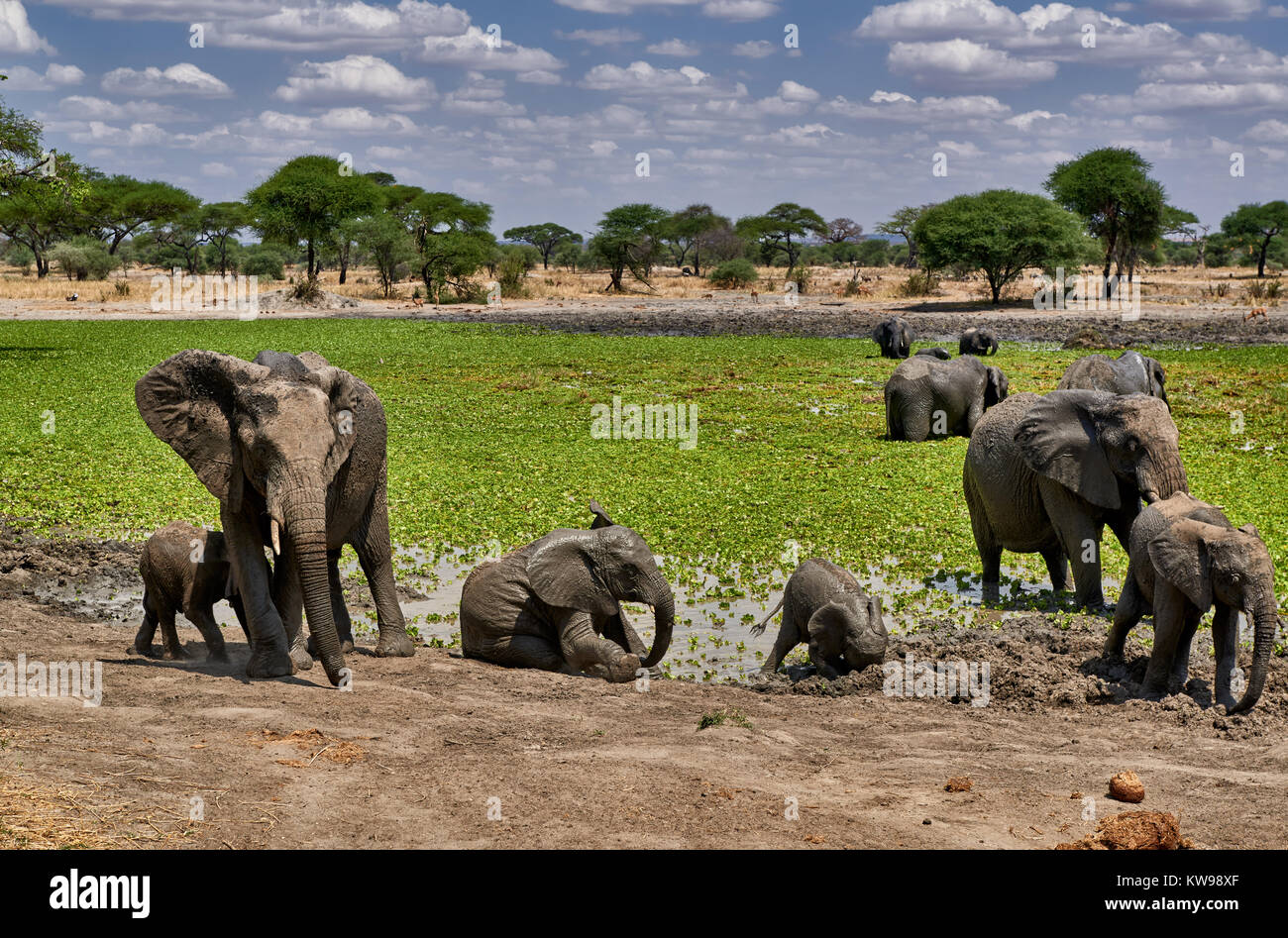 African Savanna Elephant Stock Photos & African Savanna Elephant Stock ...