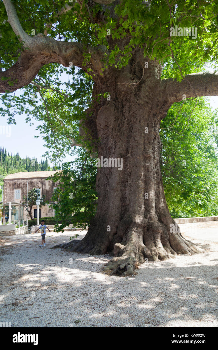 Croatia trsteno arboretum hi-res stock photography and images - Alamy