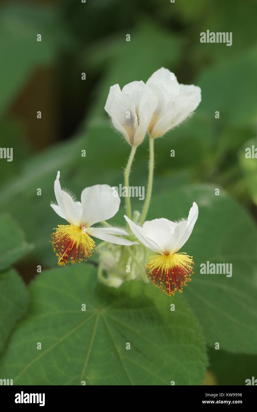 African hemp hi-res stock photography and images - Alamy