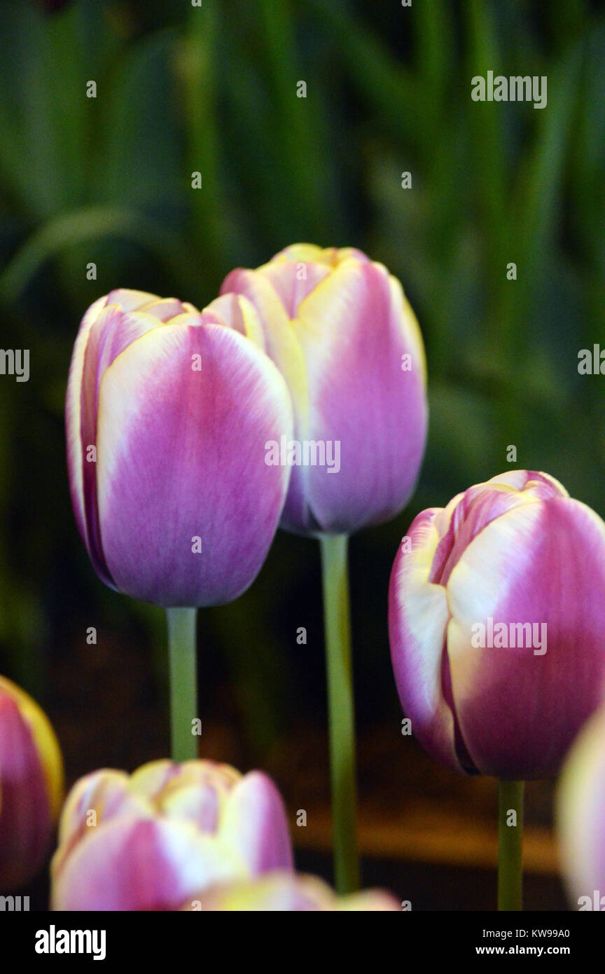 Spring tulip display hi-res stock photography and images - Alamy