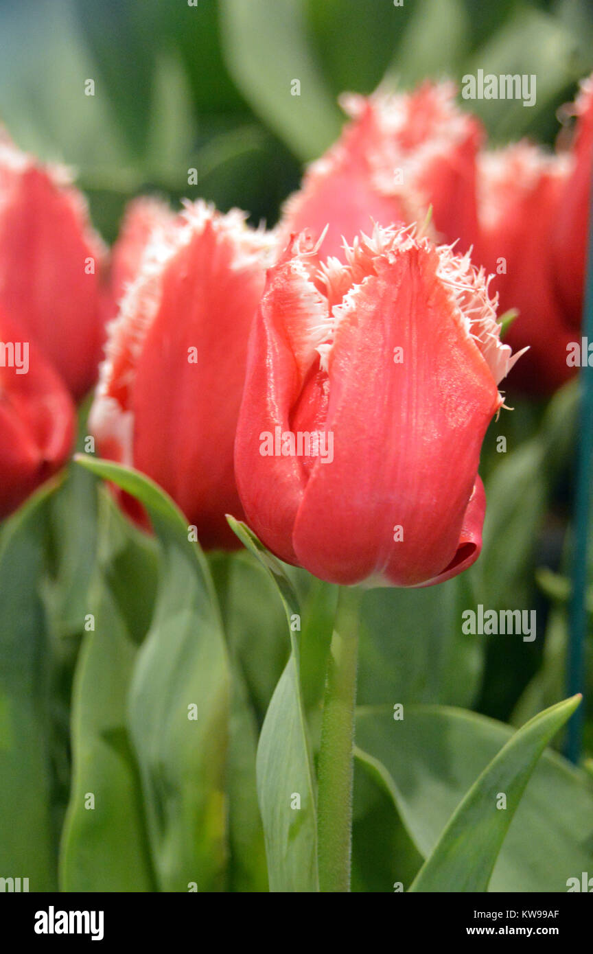 Tulip new santa hi-res stock photography and images - Alamy