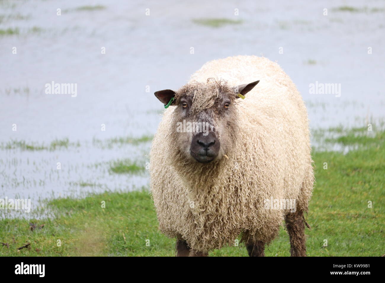 Woolly Sheep Face High Resolution Stock Photography and Images - Alamy