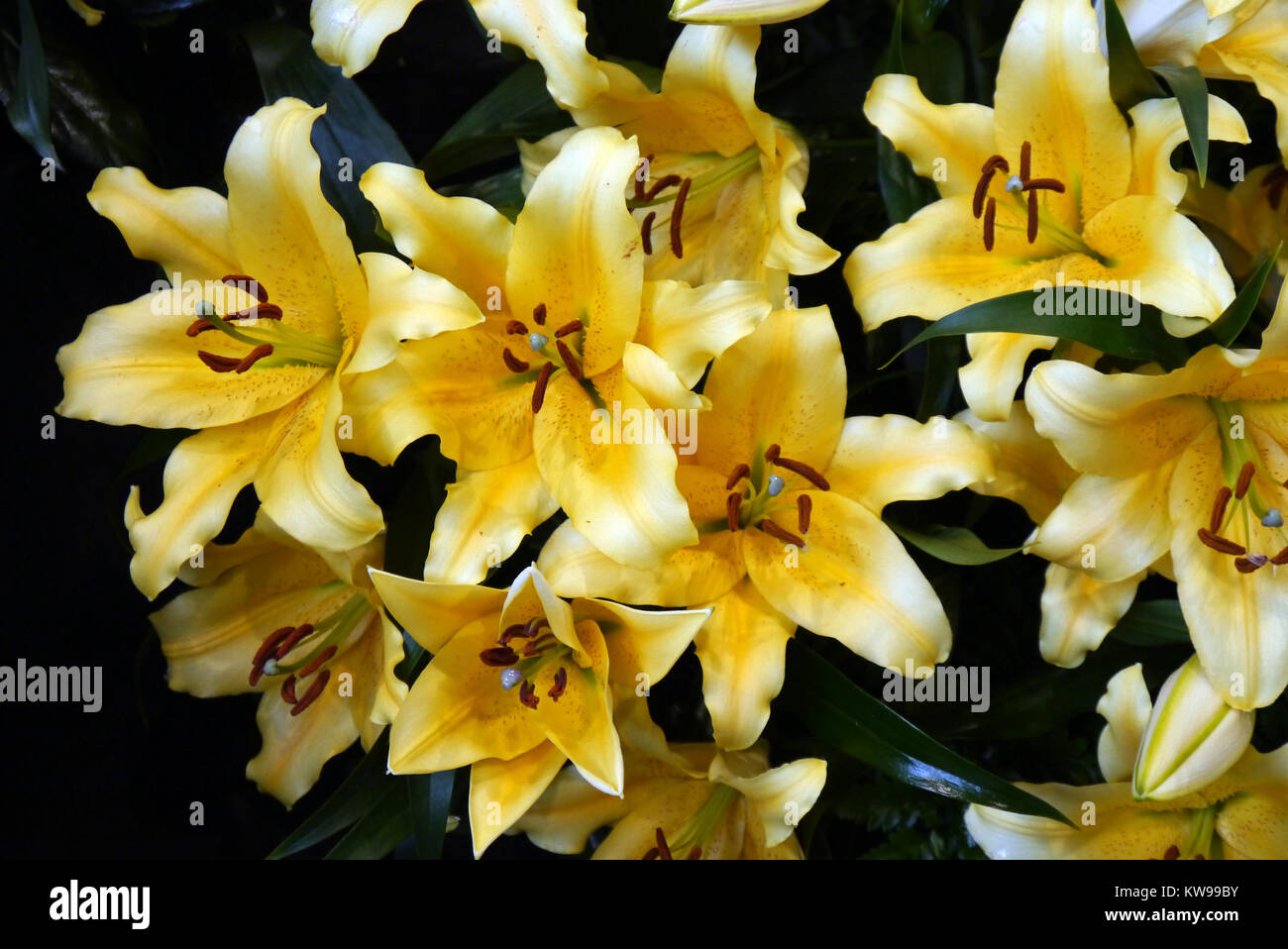 Close up of Yellow Lily Oriental (Lilium Solange) flowers on Display at ...