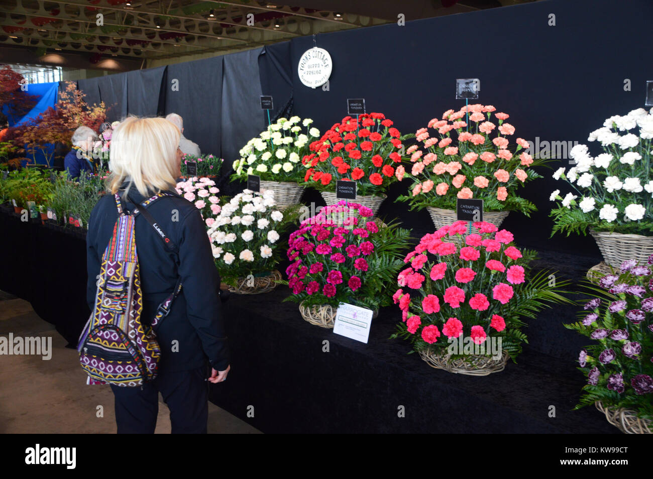 Lone Woman Looking at a Prize Display of Colourful Carnations Flowers ...