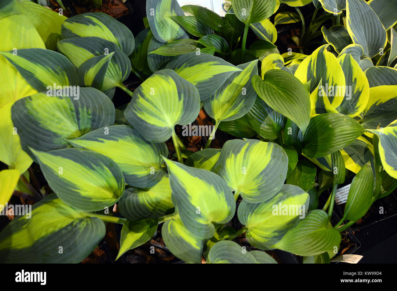The Variegated Ribbed Leaves of the Hosta (Catherine) on Display at the ...