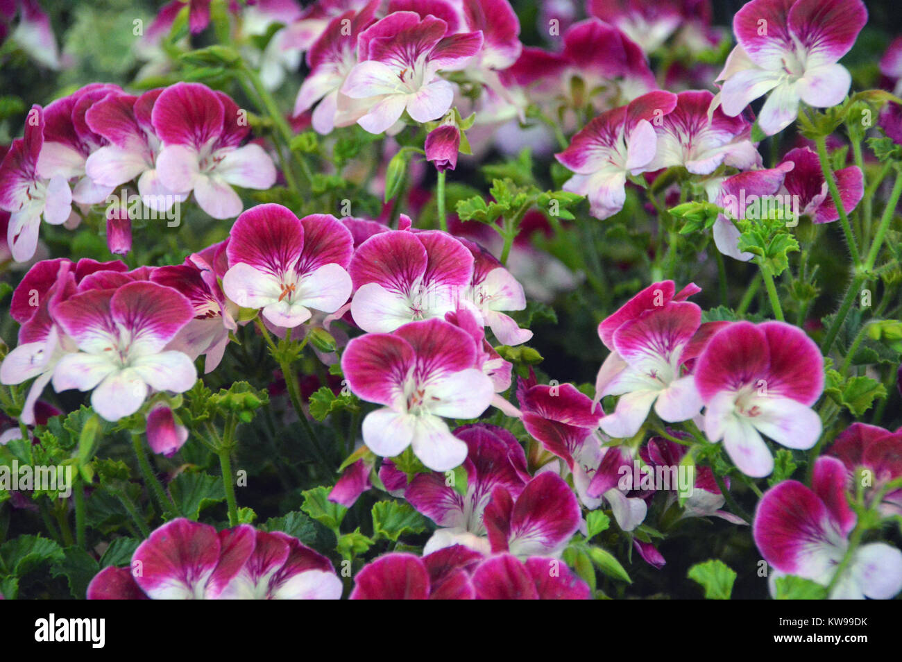 Pelargonium Angel (Captain starlight) Flowers on Display at the ...