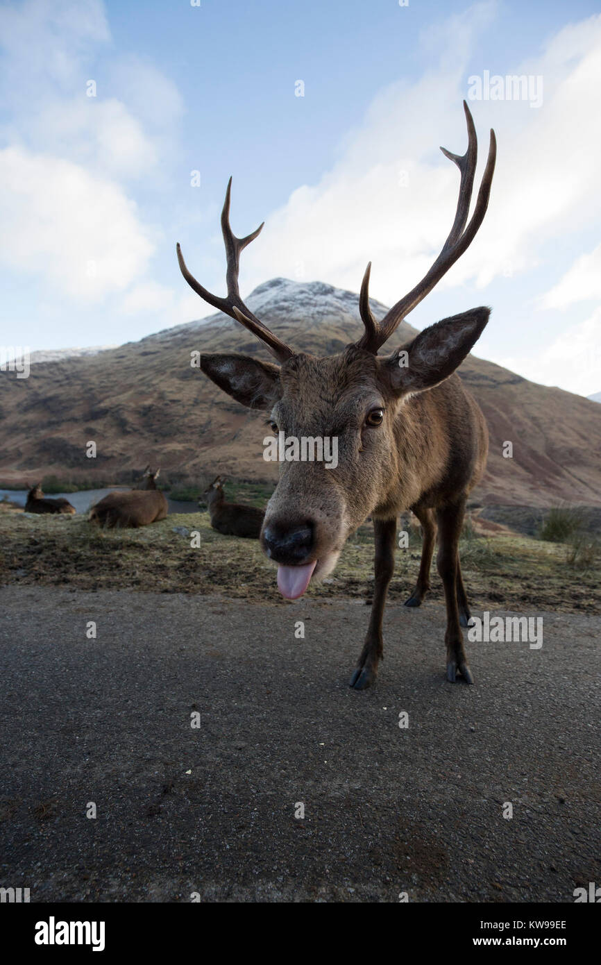 A friendly stag in Scotland Stock Photo - Alamy