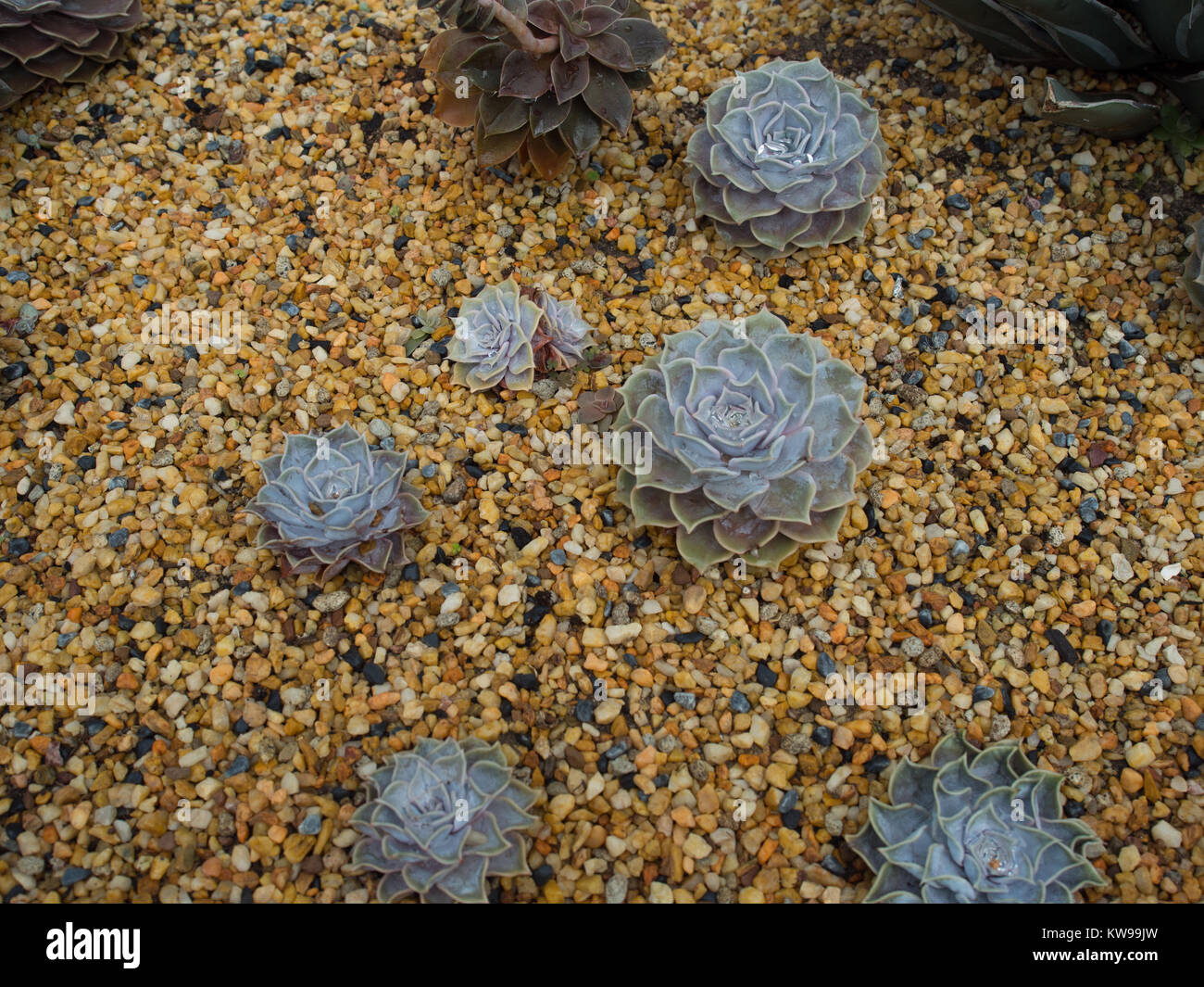Plants indoor plants hi-res stock photography and images - Alamy
