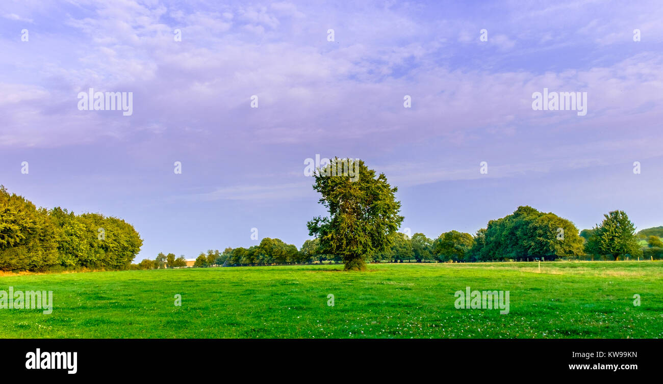 One of many verdant fields in the Orne countryside in summer, Normandy ...