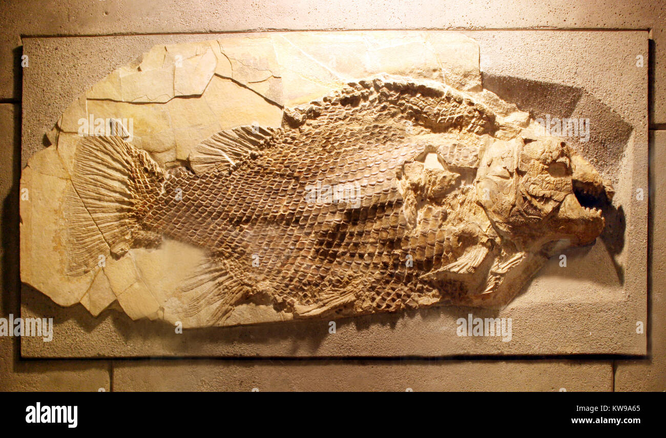 Ancient fish fossil on yellow stone background Stock Photo - Alamy