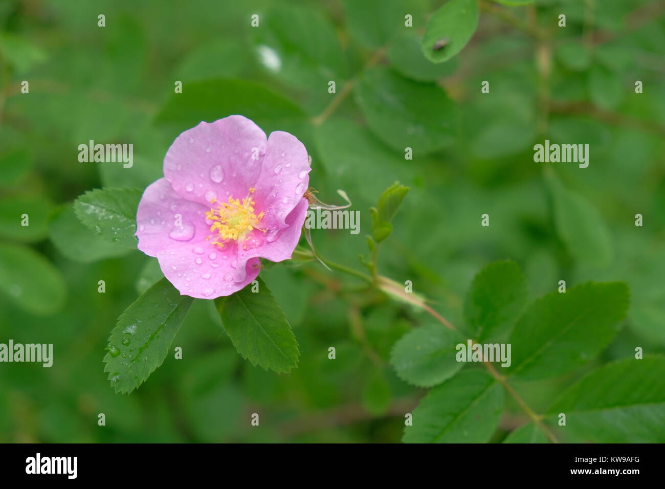 A pink wild rose flower Stock Photo - Alamy