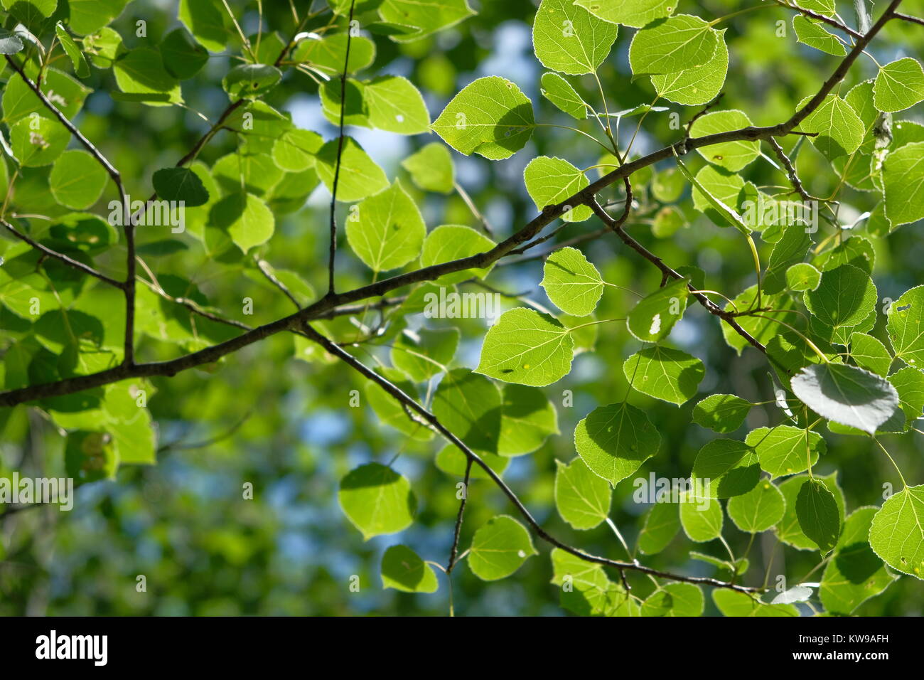 back lit leaves of a trembling aspen tree Stock Photo - Alamy