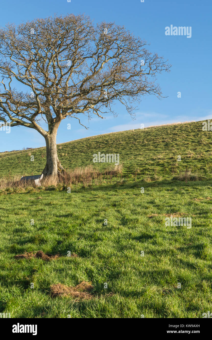 Isolated old oak tree in the middle of a field, with animal feeder ...