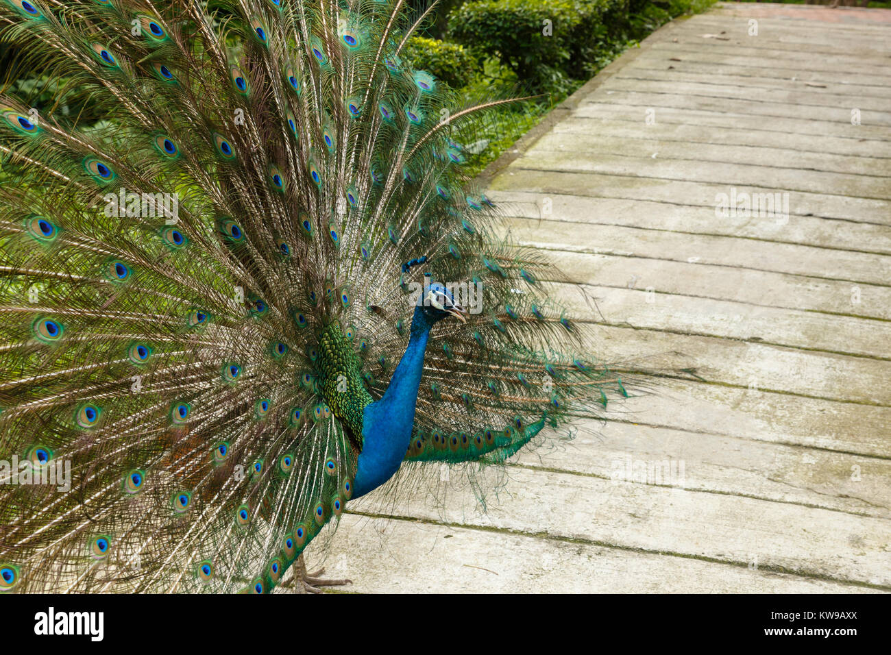 indian blue peafowl Stock Photo - Alamy