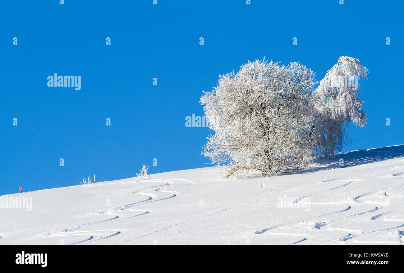 Perfect sunny winter's day showing a field of perfect powder snow with ...