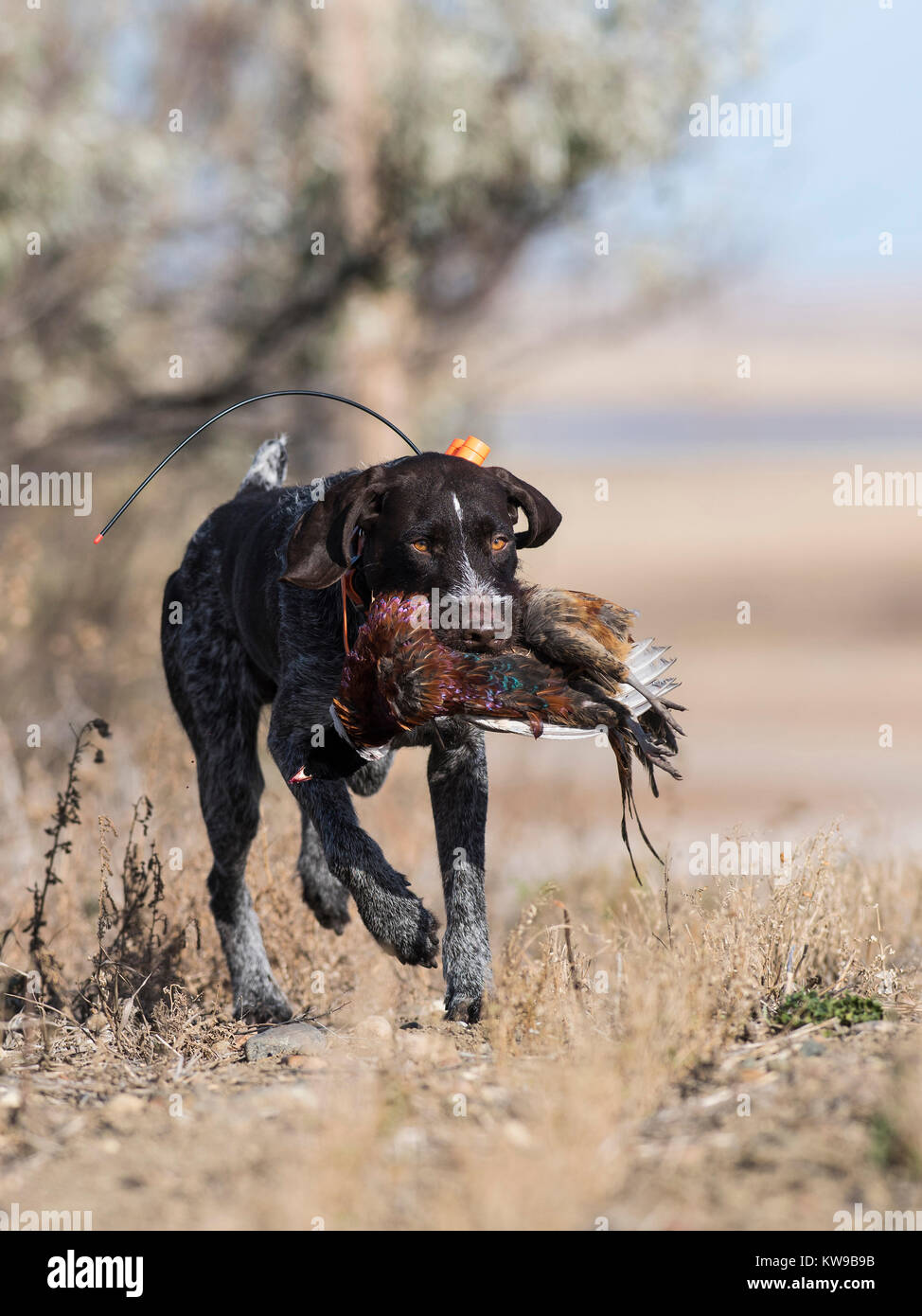 A Drahthaar hunting dog with a rooster pheasant in North Dakota Stock ...