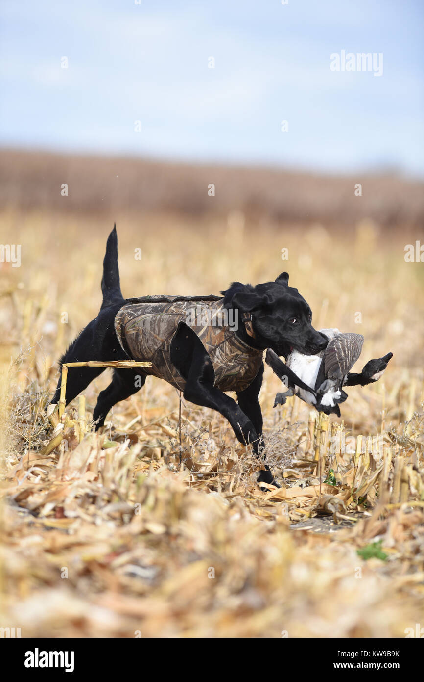 A Black Labrador Retriever with a Canada Goose in North Dakota Stock ...