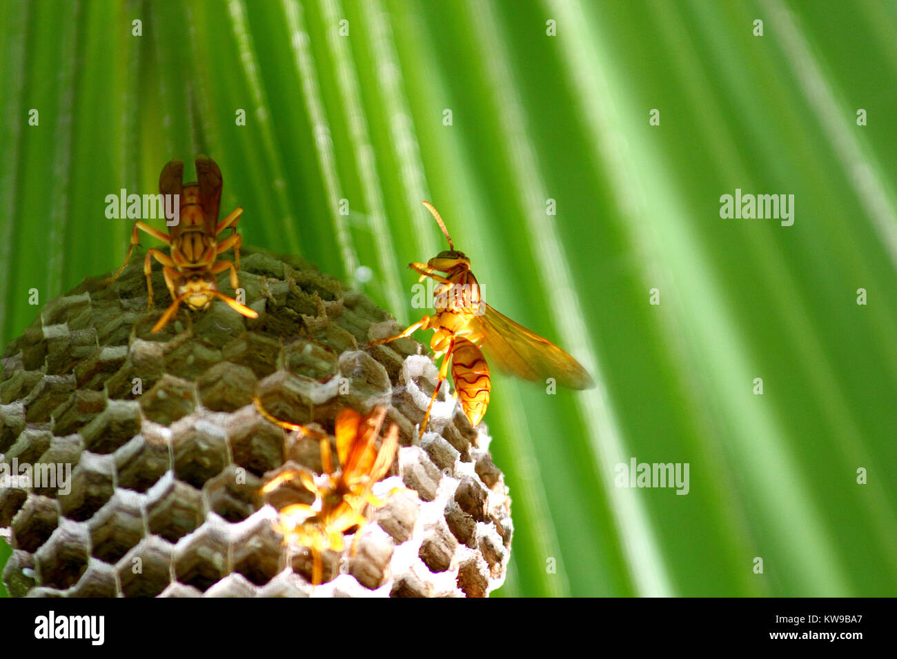 Wasps nest - Hymenoptera - Bangladesh Stock Photo - Alamy