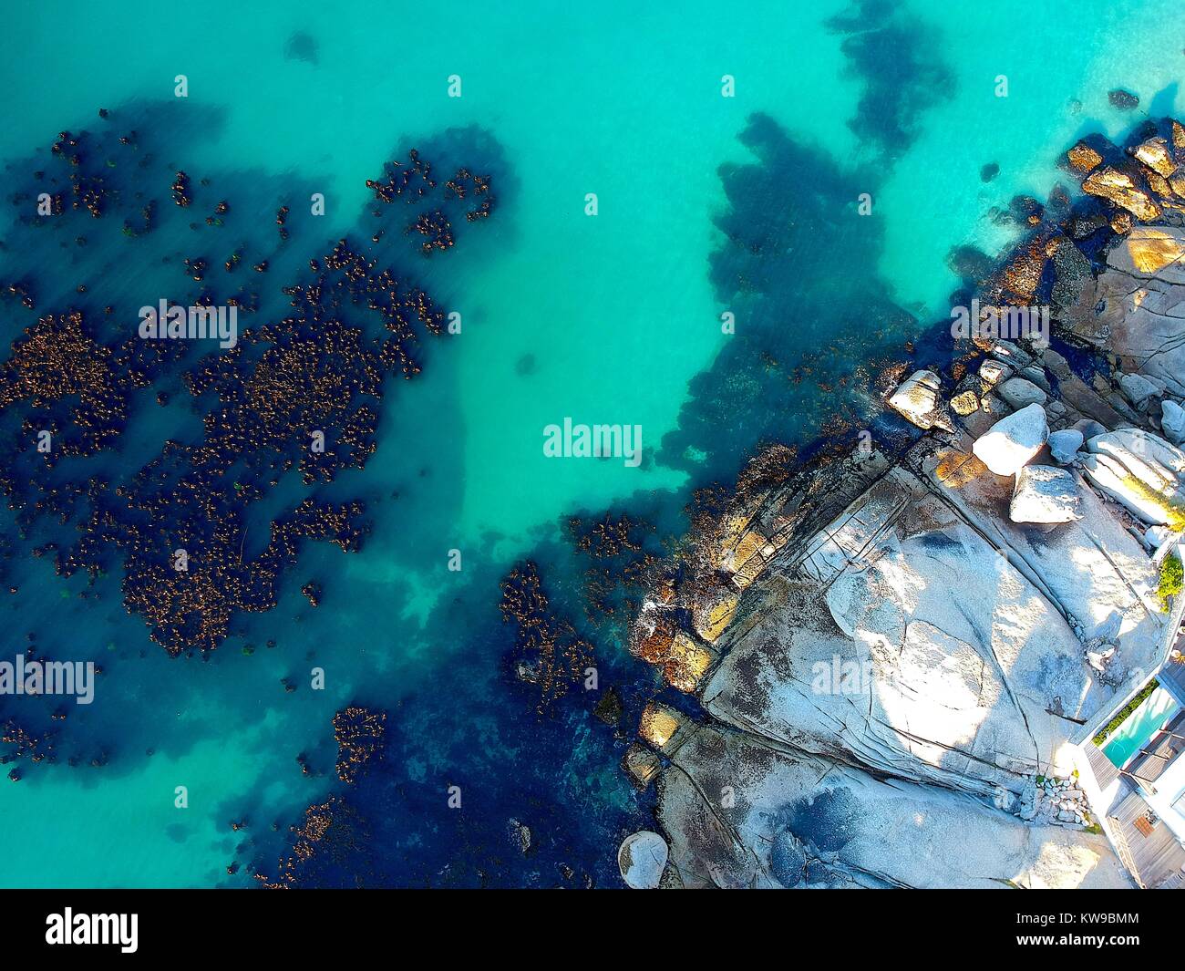Kelp forrest seen from above Stock Photo - Alamy