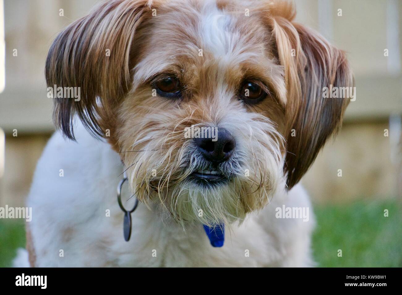 Closeup close up close up face head shot headshot hi-res stock ...