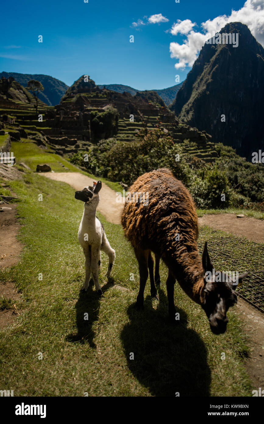 Baby & mother llama in the beautiful Inca ruin of Machu Picchu located ...