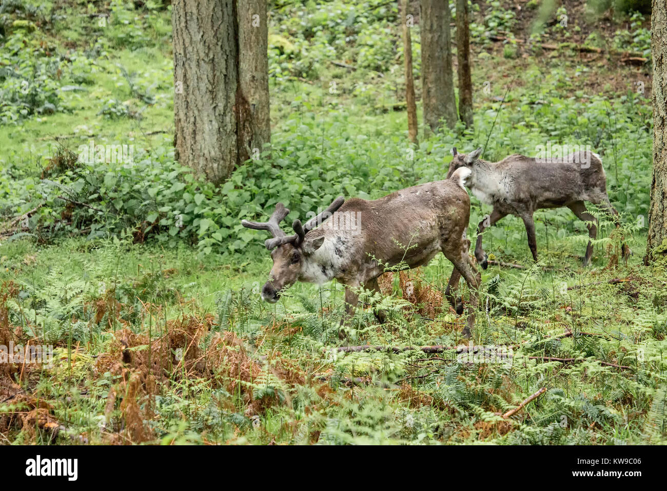 Female caribou hi-res stock photography and images - Alamy