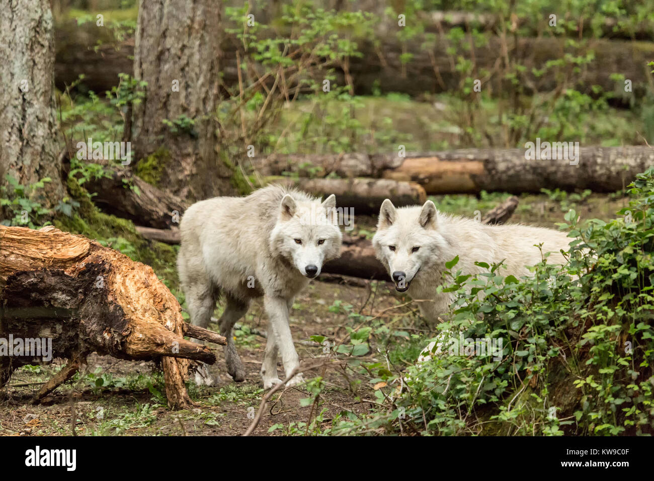 North american timber wolves hi-res stock photography and images - Alamy