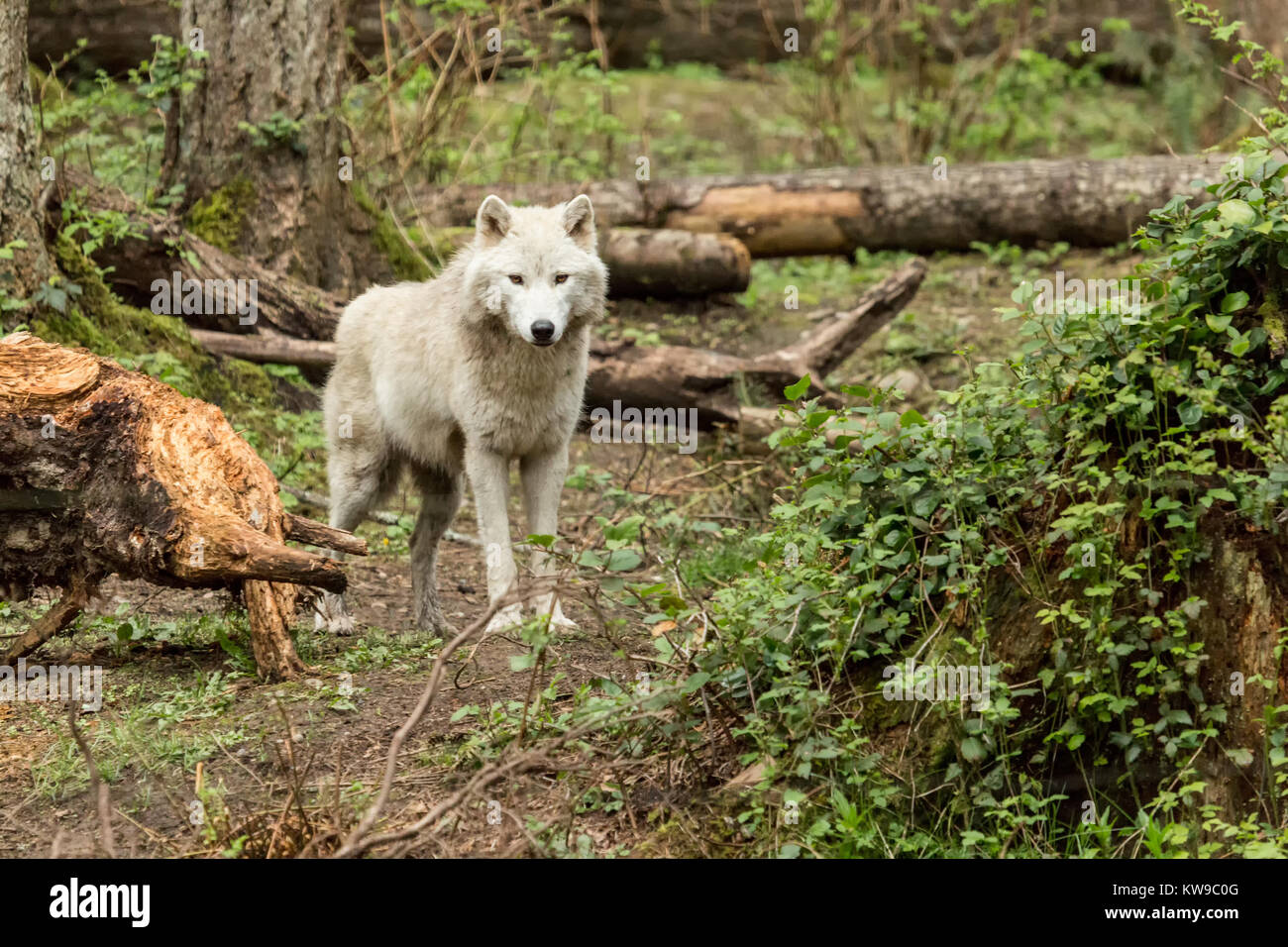 North american timber wolf hi-res stock photography and images - Alamy