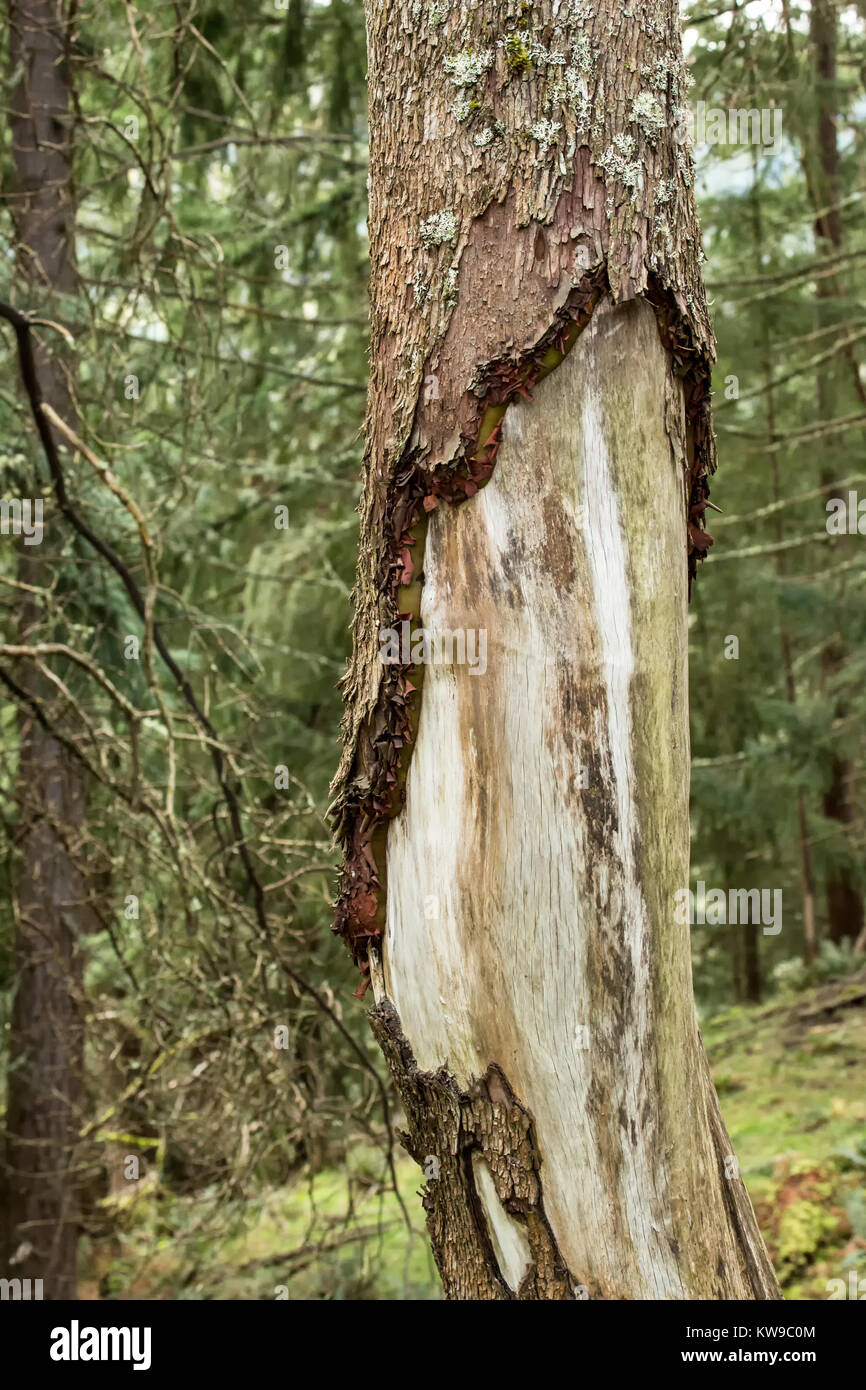 Tree damage from elk and moose rubbing their antlers on it at Northwest ...
