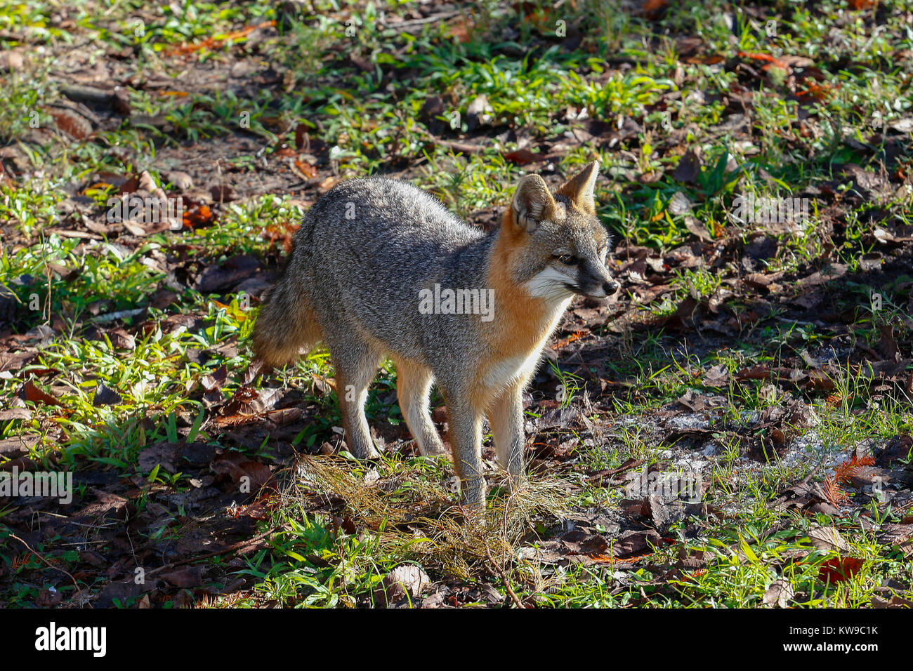 Eastern Grey Fox Stock Photo - Alamy