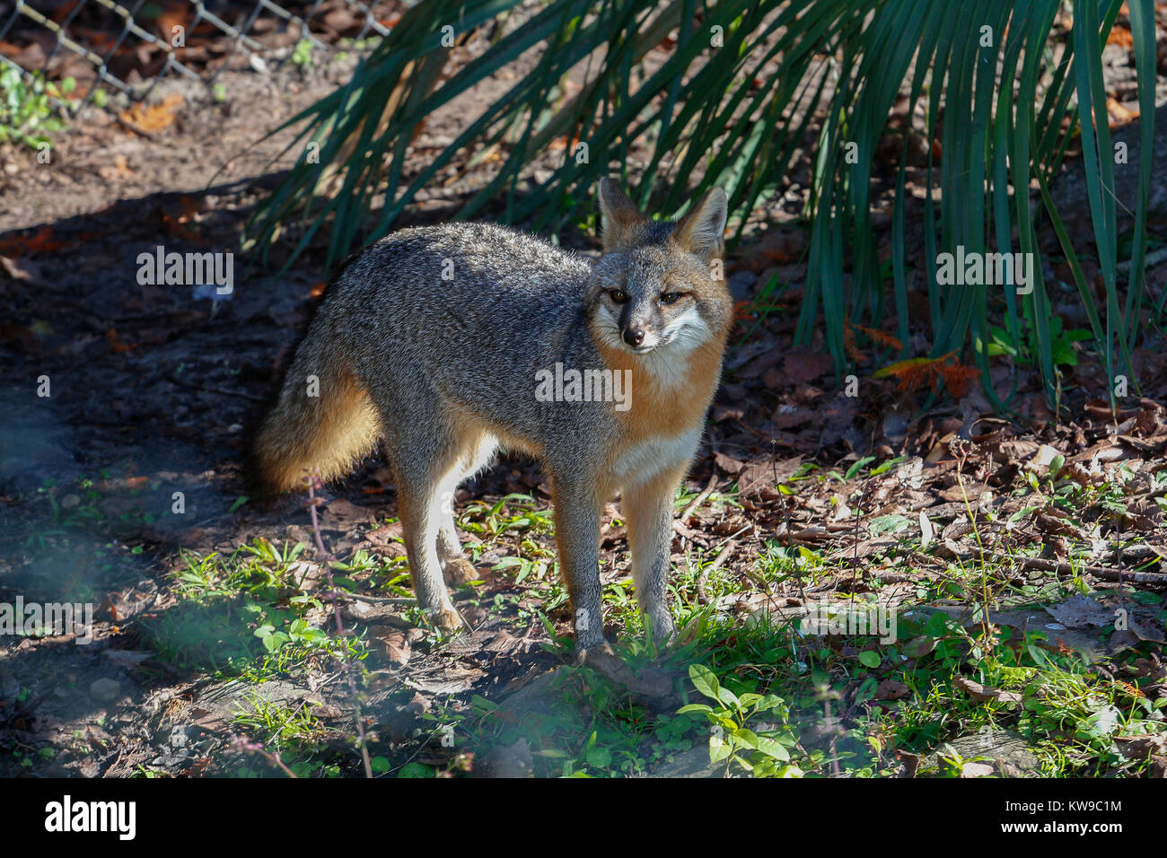 Eastern Grey Fox Stock Photo - Alamy